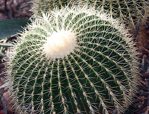 Ball Cactus Mix 15 Seeds - Notocactus - Hirt's Gardens