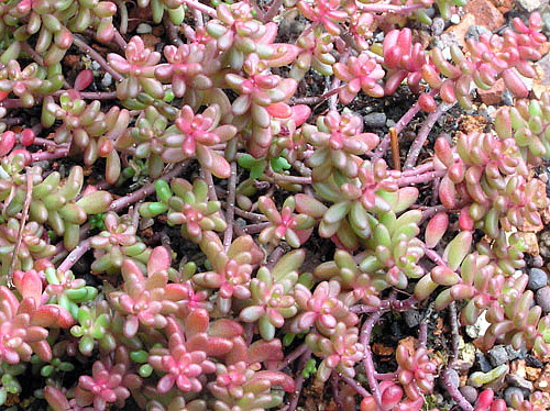 Coral Carpet Sedum - Stonecrop - Loves the Sun - 2.5" Pot - Outdoor ...
