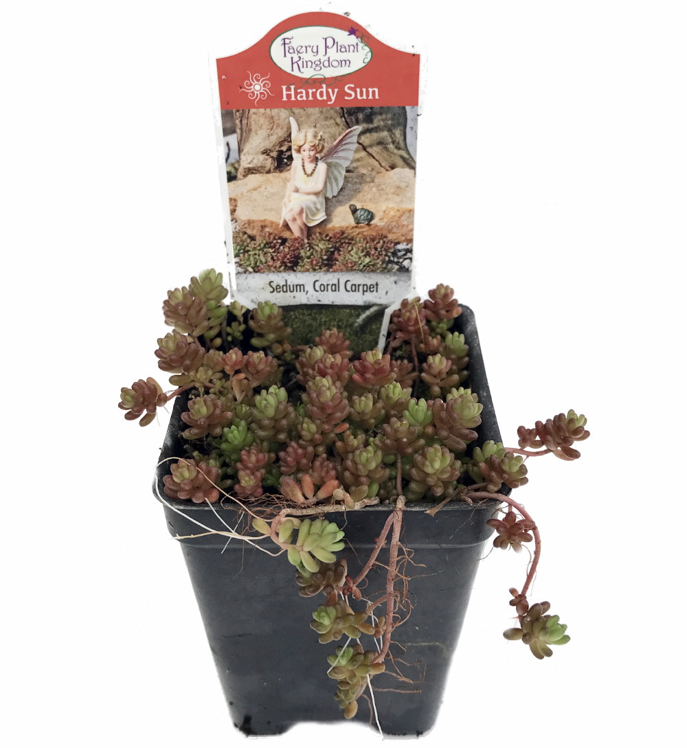 Coral Carpet Sedum - Stonecrop - Loves the Sun - 2.5" Pot - Outdoor ...