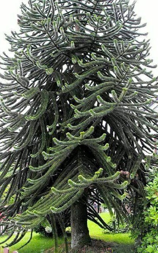 Plants Seeds Bulbs Monkey Puzzle Tree Seedlings X 3 In Deep Pot plants-seeds-bulbs-monkey-puzzle-tree-seedlings-x-3-in-deep-pot