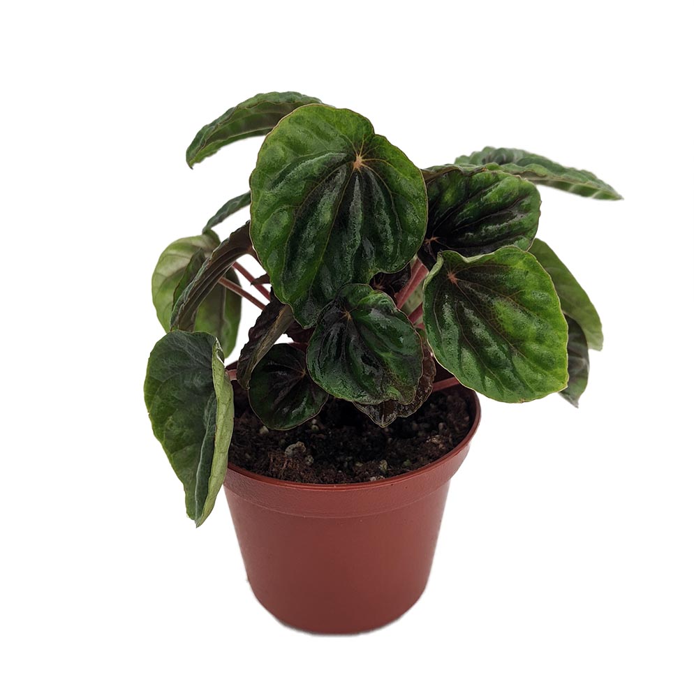 Emerald Ripple Peperomia