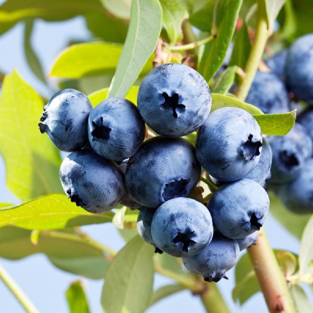 Wild Blueberry Blossoms