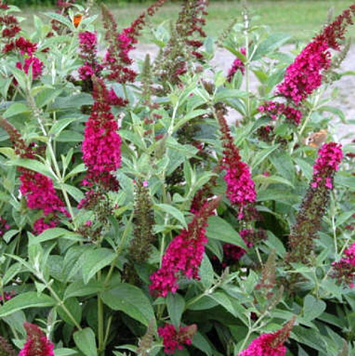 dark red buddleia