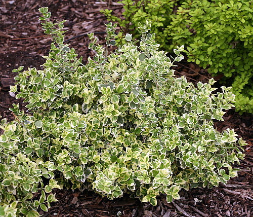 White Album™ Euonymus - Proven Winners - Great Evergreen Groundcover ...
