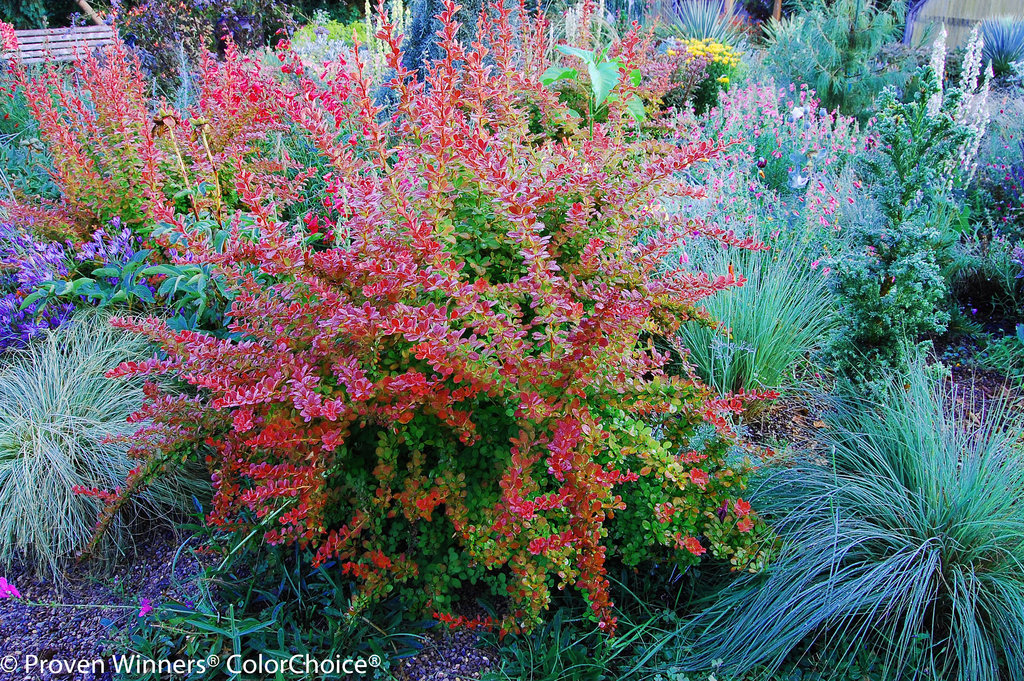SUNJOY® TANGELO™ Berberis thunbergii- Proven Winners - 4" Pot - Hirt's ...
