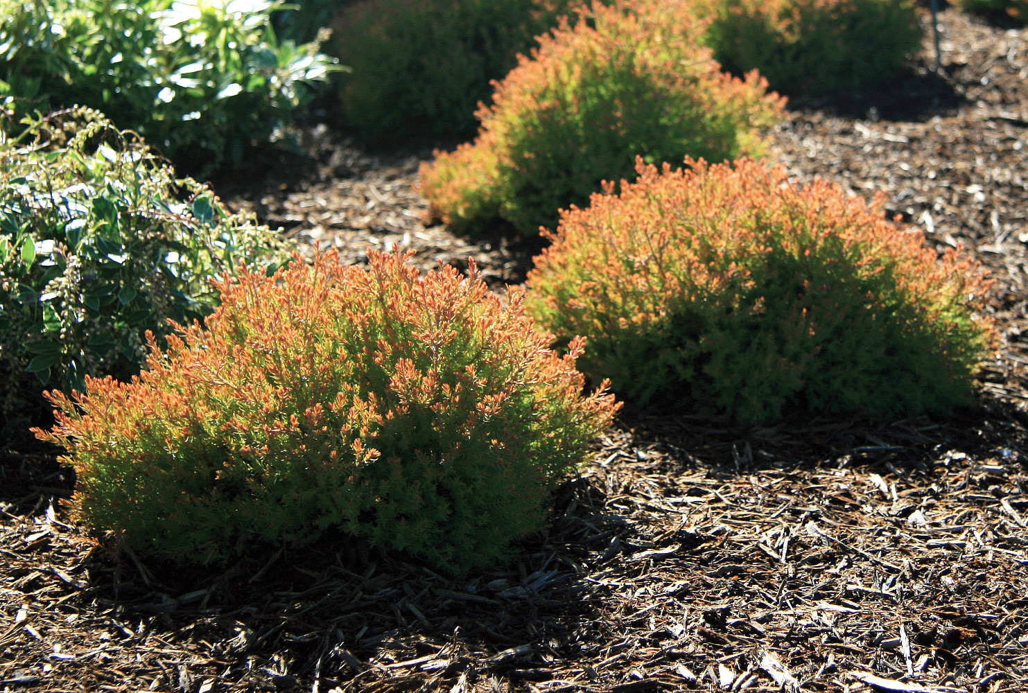 Fire Chief™ Arborvitae - 4" pot - Thuja occidentalis - Hirt's Gardens