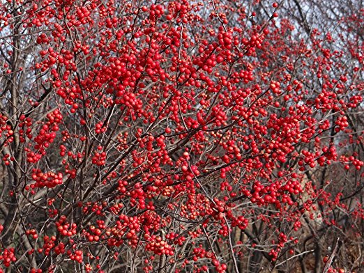 Berry Heavy® Winterberry - Ilex - Vivid - Also Bonsai! - Proven Winner ...