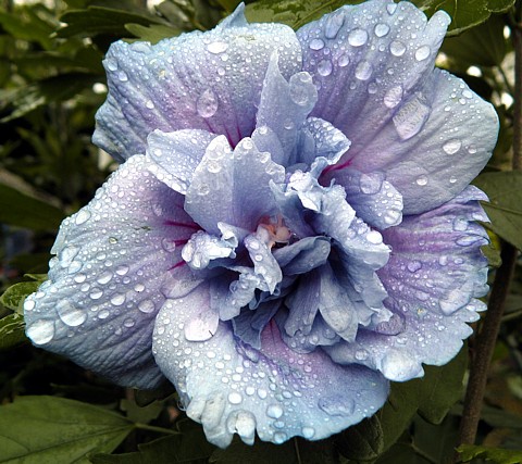 Blue Chiffon® Hibiscus syriacus - Rose of Sharon - 4" Pot - Proven ...