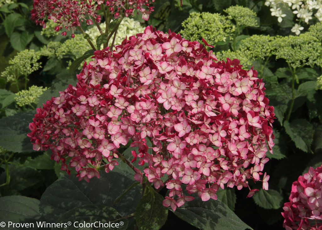 Invincibelle® Ruby Hydrangea - 4" Pot - Proven Winners - Hirt's Gardens
