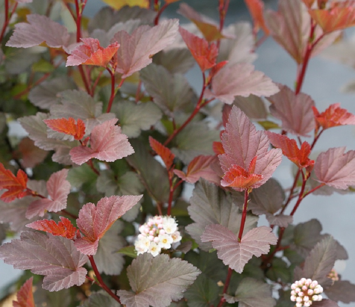 GINGER WINE® Ninebark - 4" pot - Physocarpus - Proven Winners - Hirt's ...