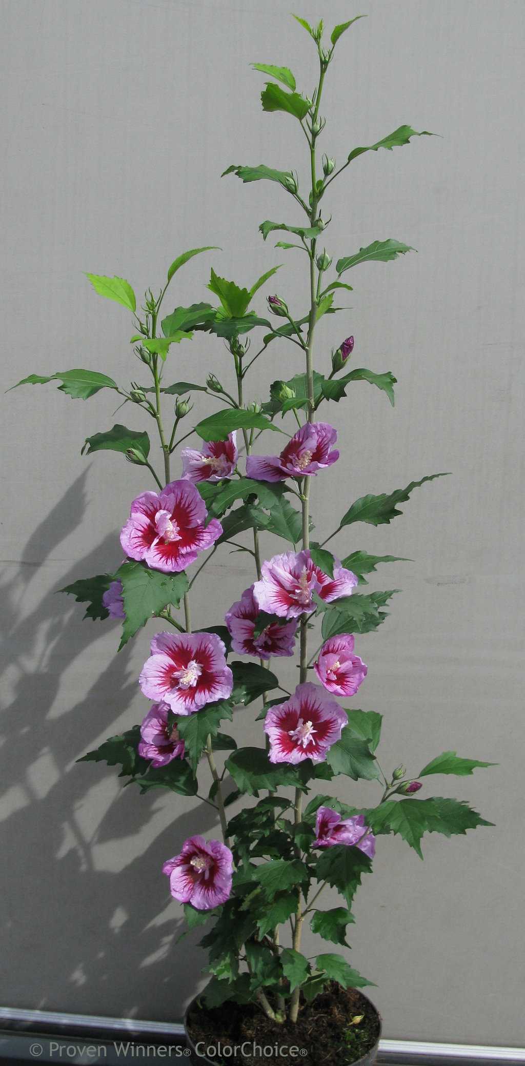 Purple Pillar® Hibiscus - 4" pot - Rose of Sharon - Proven Winners ...