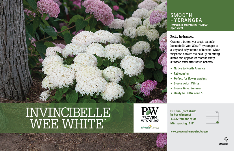 Invincibelle Wee White® Hydrangea - 4" Pot - Proven Winners - Hirt's ...