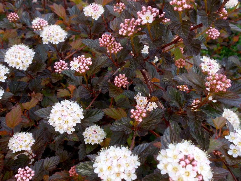 Summer Wine® Black Ninebark Shrub - NEW - Showy Flower - Hardy - Proven ...