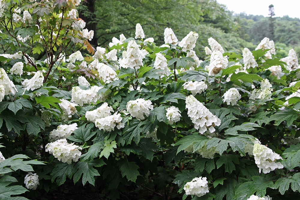 Oakleaf Hydrangea Snowflake Vs Snow Queen