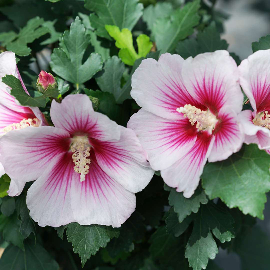 Paraplu Pink Ink® Hibiscus - Rose of Sharon - Proven Winners - 4" pot ...
