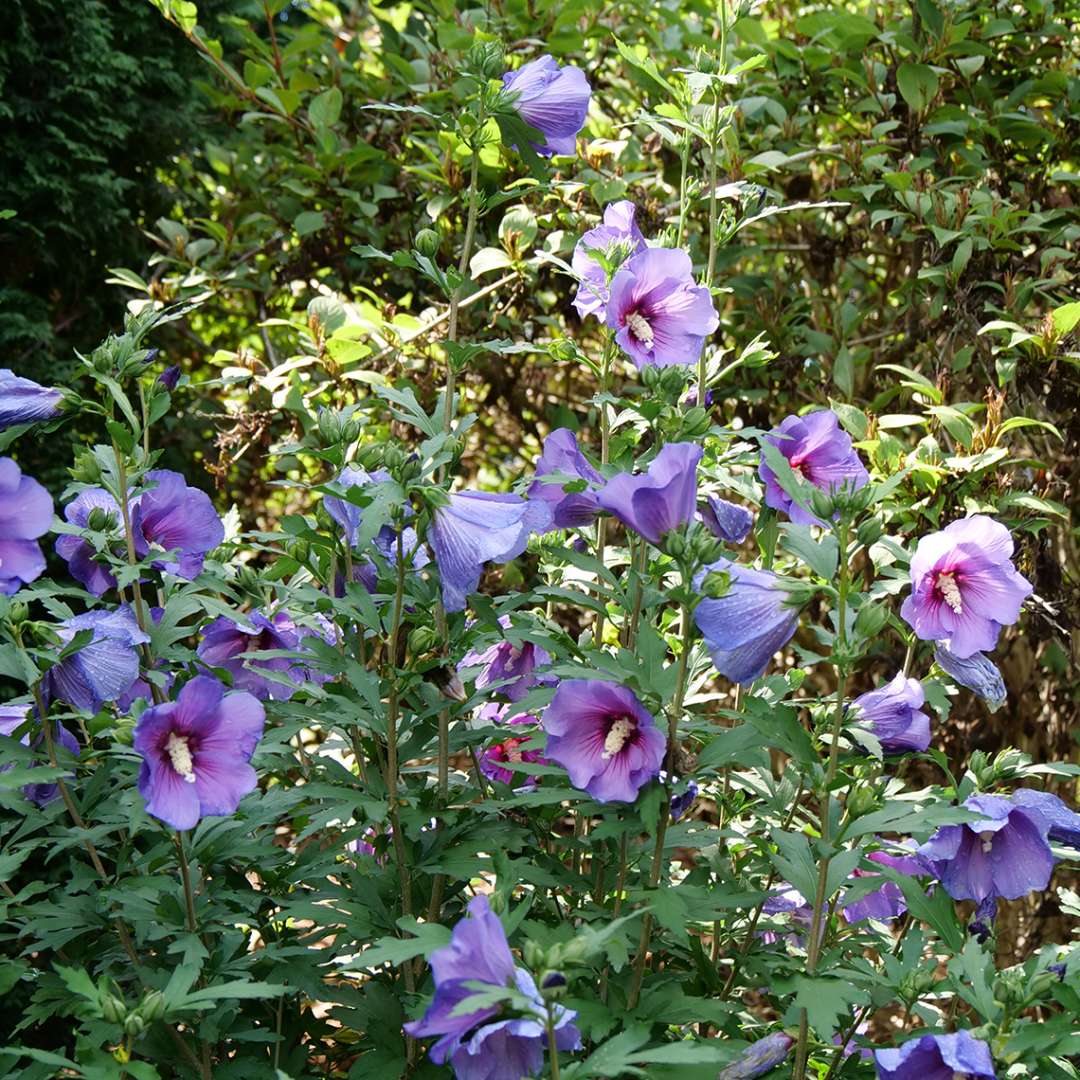 Paraplu® Violet - Rose of Sharon - Hibiscus - 4" Pot - Proven Winners ...