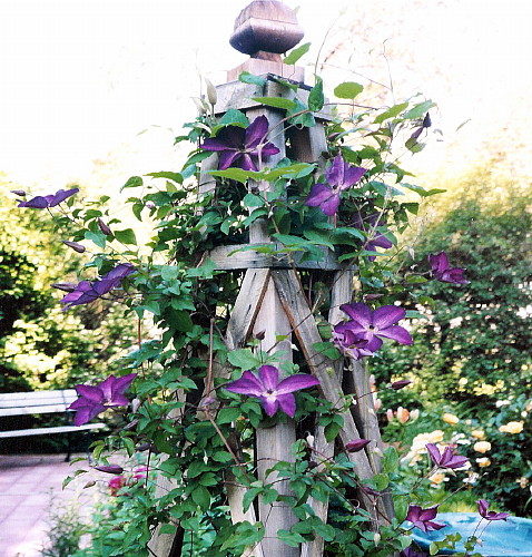 'Violet Stargazer' Clematis Vine - Purple/White Star Shaped Flowers - 2 ...
