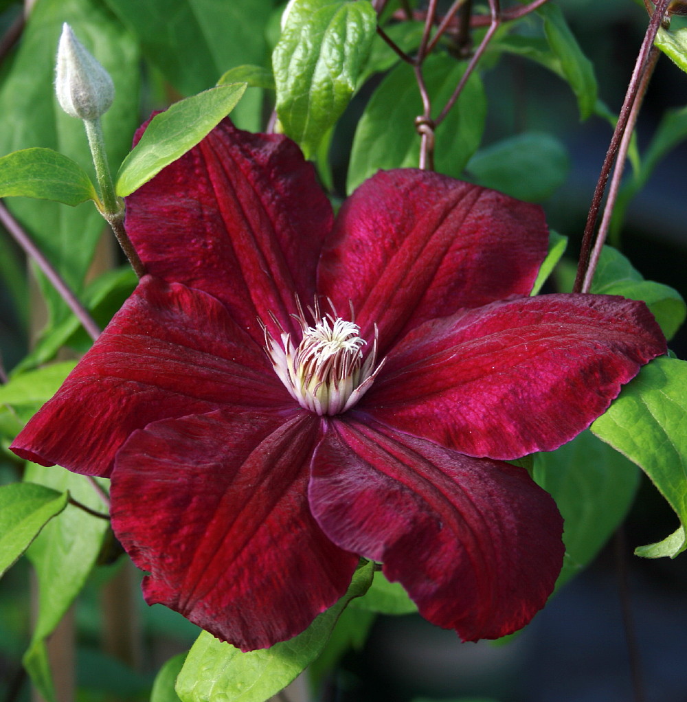 red clematis vine