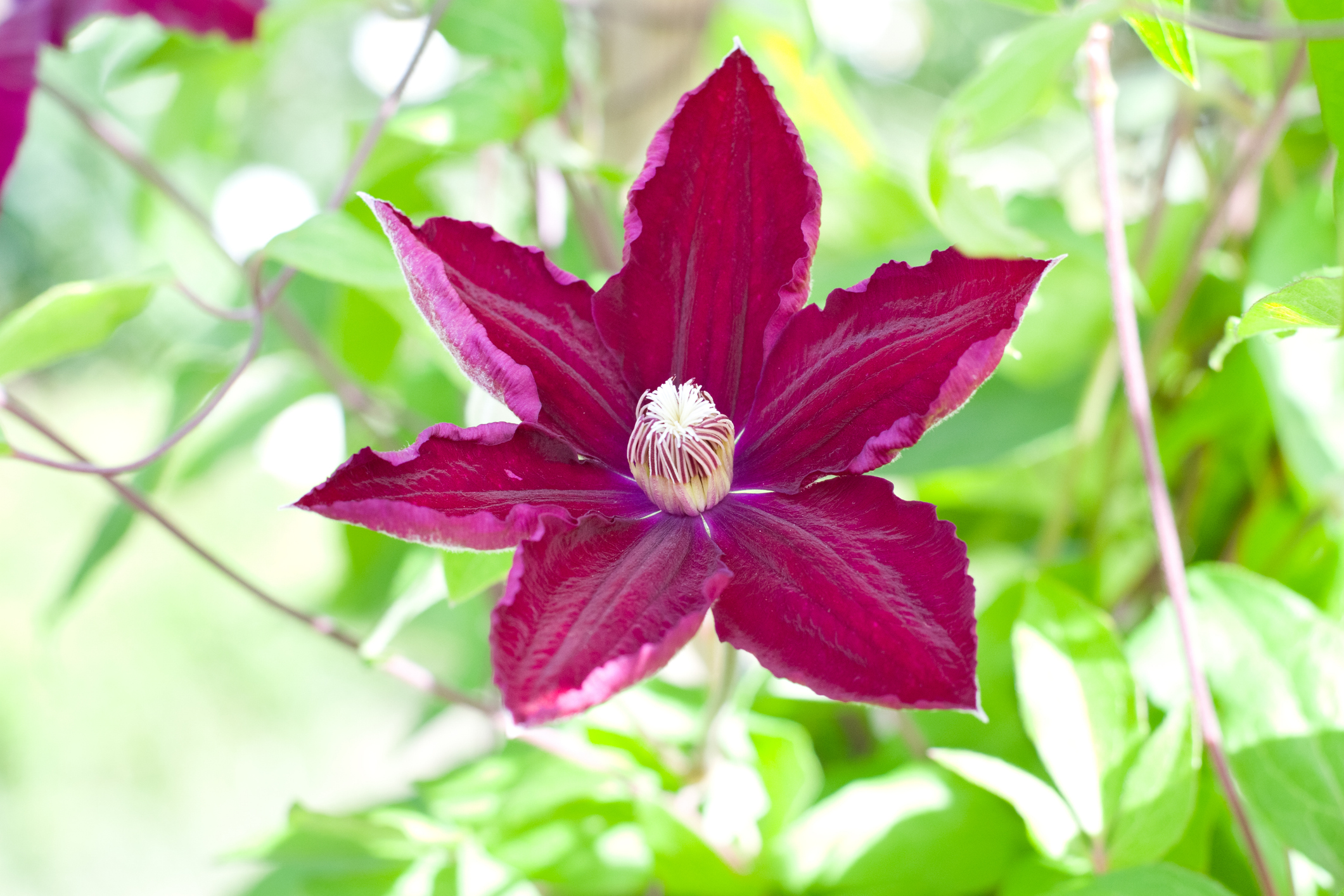 red clematis vine