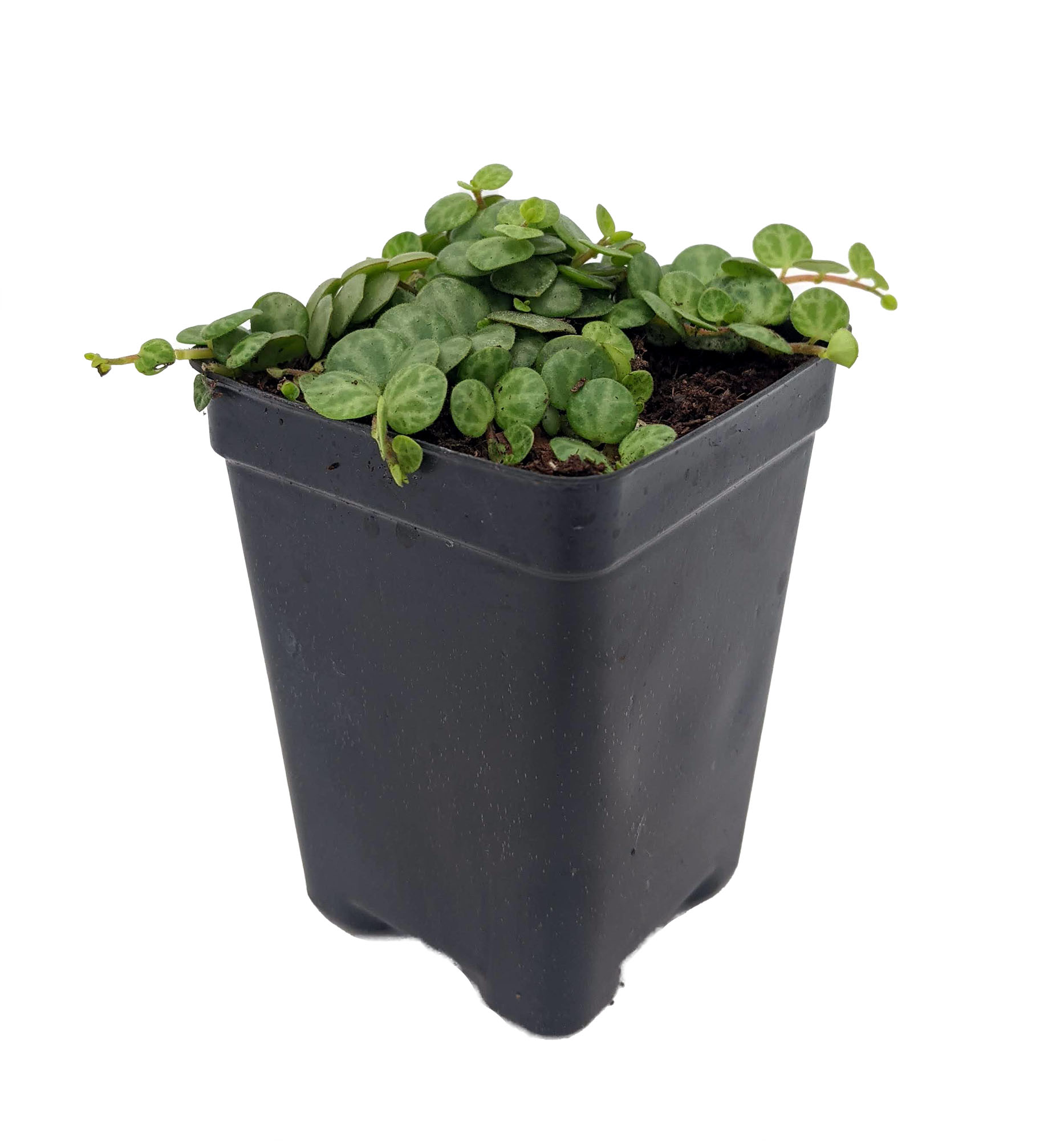 String of Hearts/Turtles/Peace Sign/Cross - Peperomia prostrata- 2.5 ...