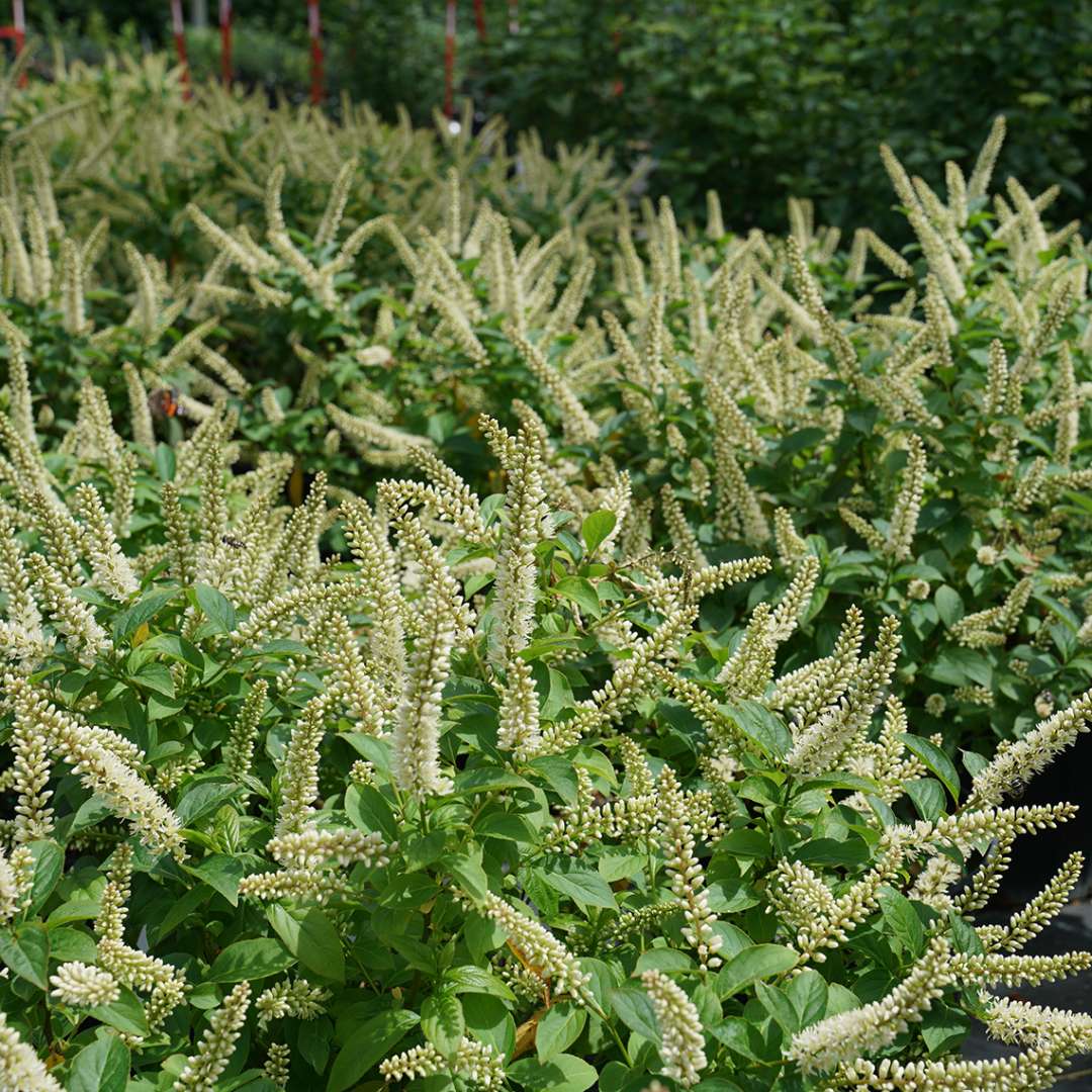 FIZZY MIZZY® Sweetspire - Itea virginica - 4" Pot - Hirt's Gardens