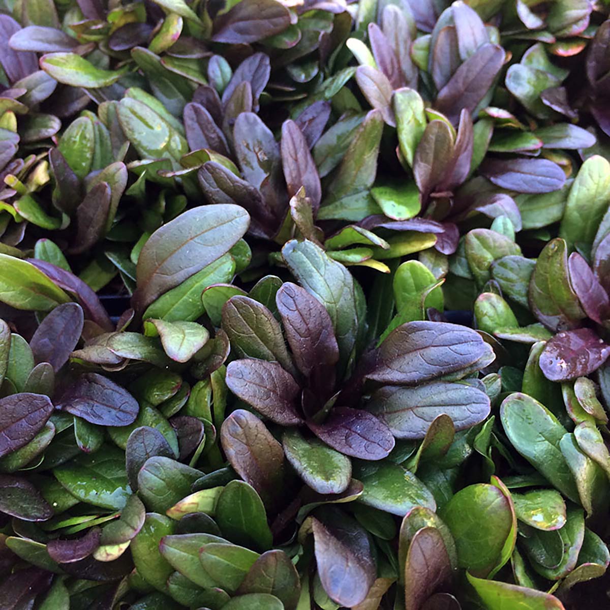 Multicolor Ajuga reptans - 2.5" Pot - Carpet Bugle - Fairy Garden ...