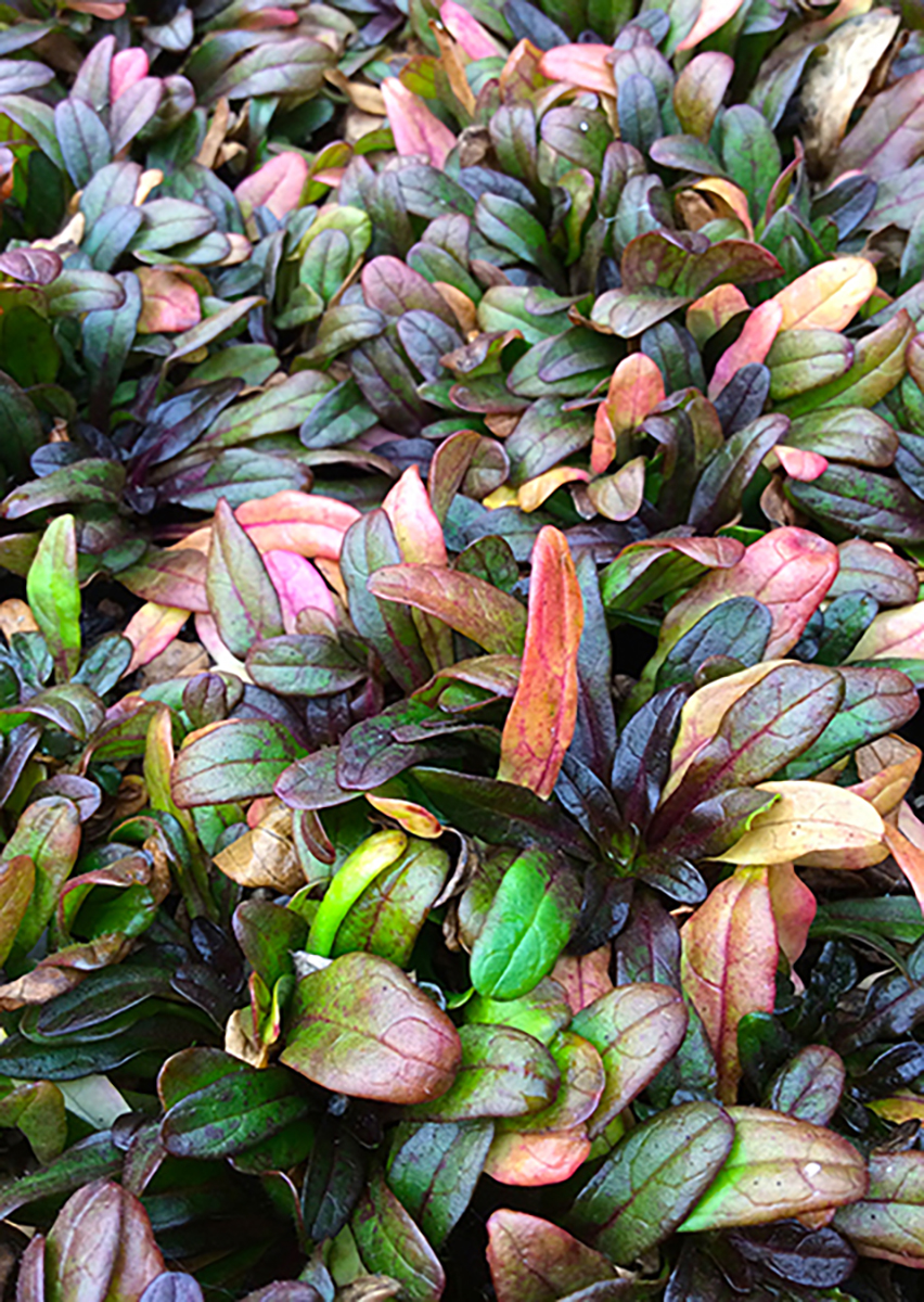 Multicolor Ajuga reptans - 2.5" Pot - Carpet Bugle - Fairy Garden ...