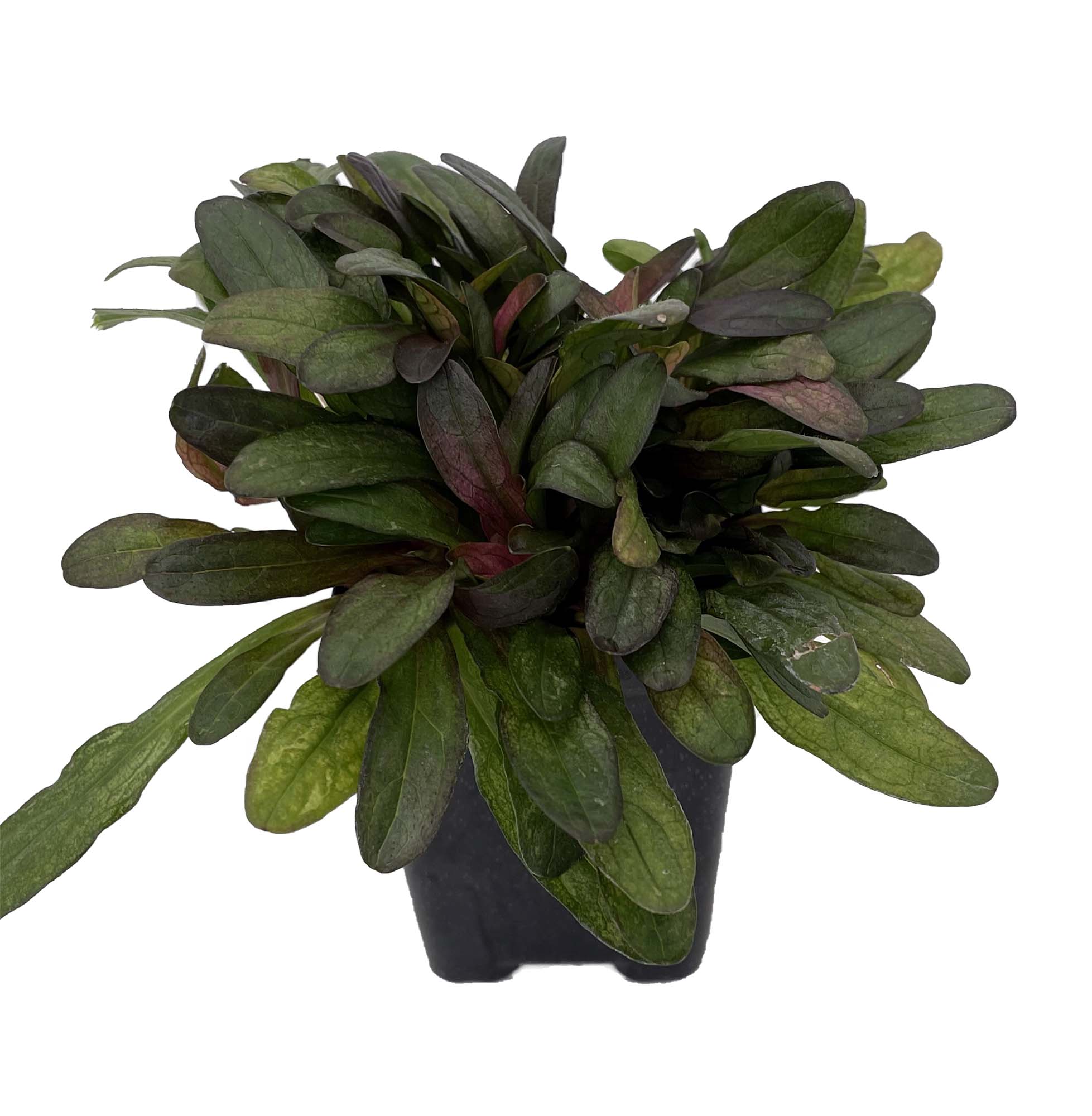 Multicolor Ajuga reptans - 2.5" Pot - Carpet Bugle - Fairy Garden ...