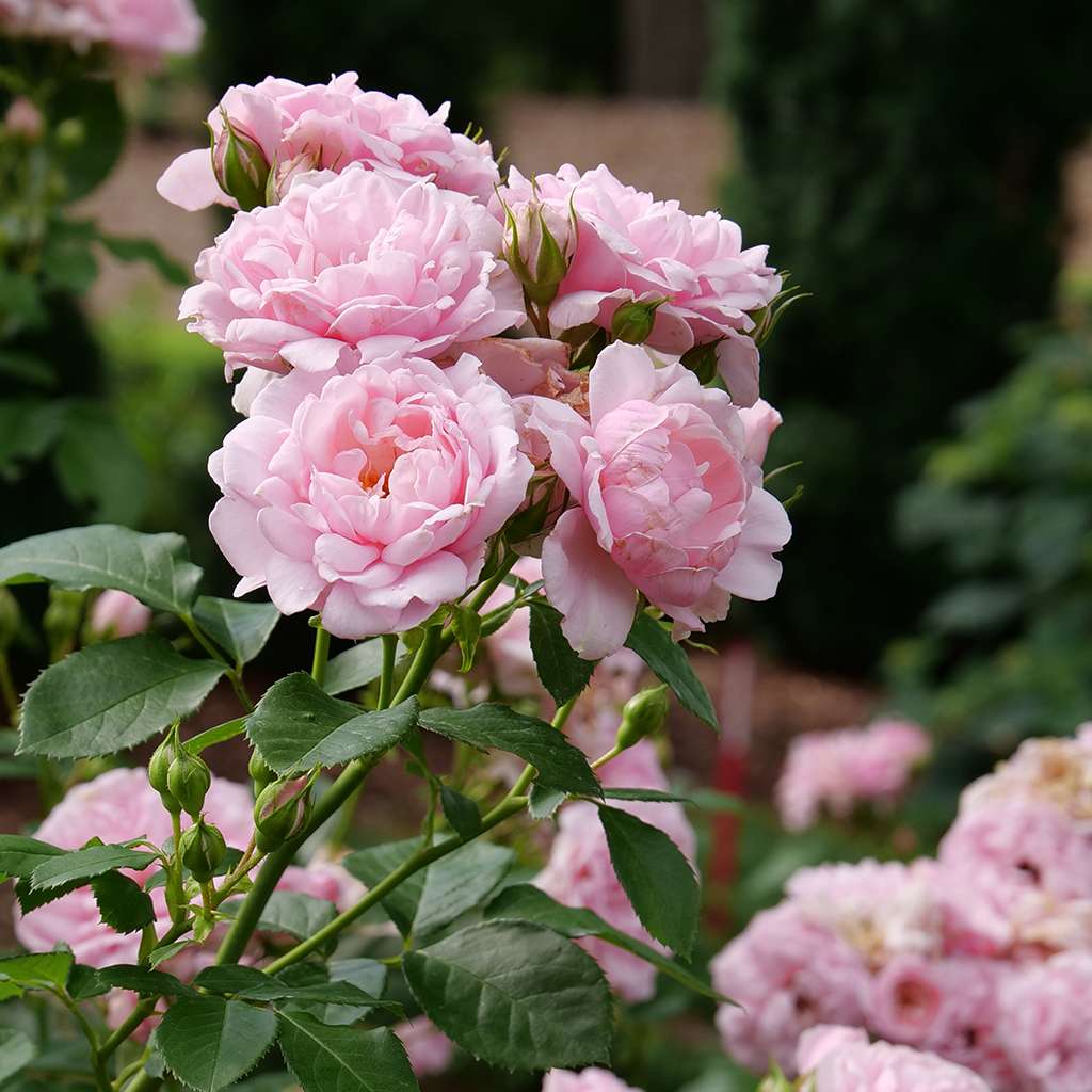Reminiscent® Pink Rose - Proven Winners - 4" Pot - Hirt's Gardens