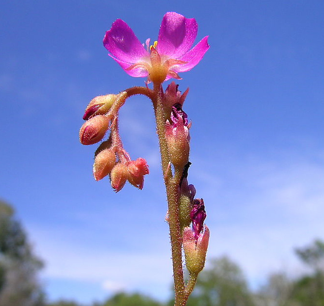 Sundew Flower