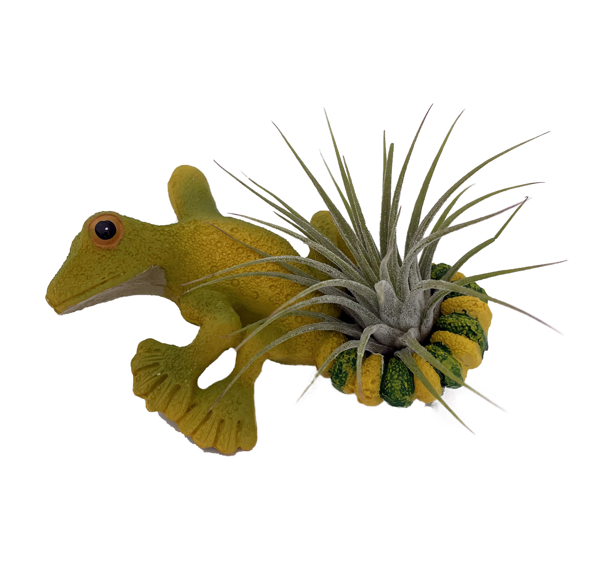 Pot Pals Yellow Lizard Ceramic Hanging Ornament with Live Tillandsia ...