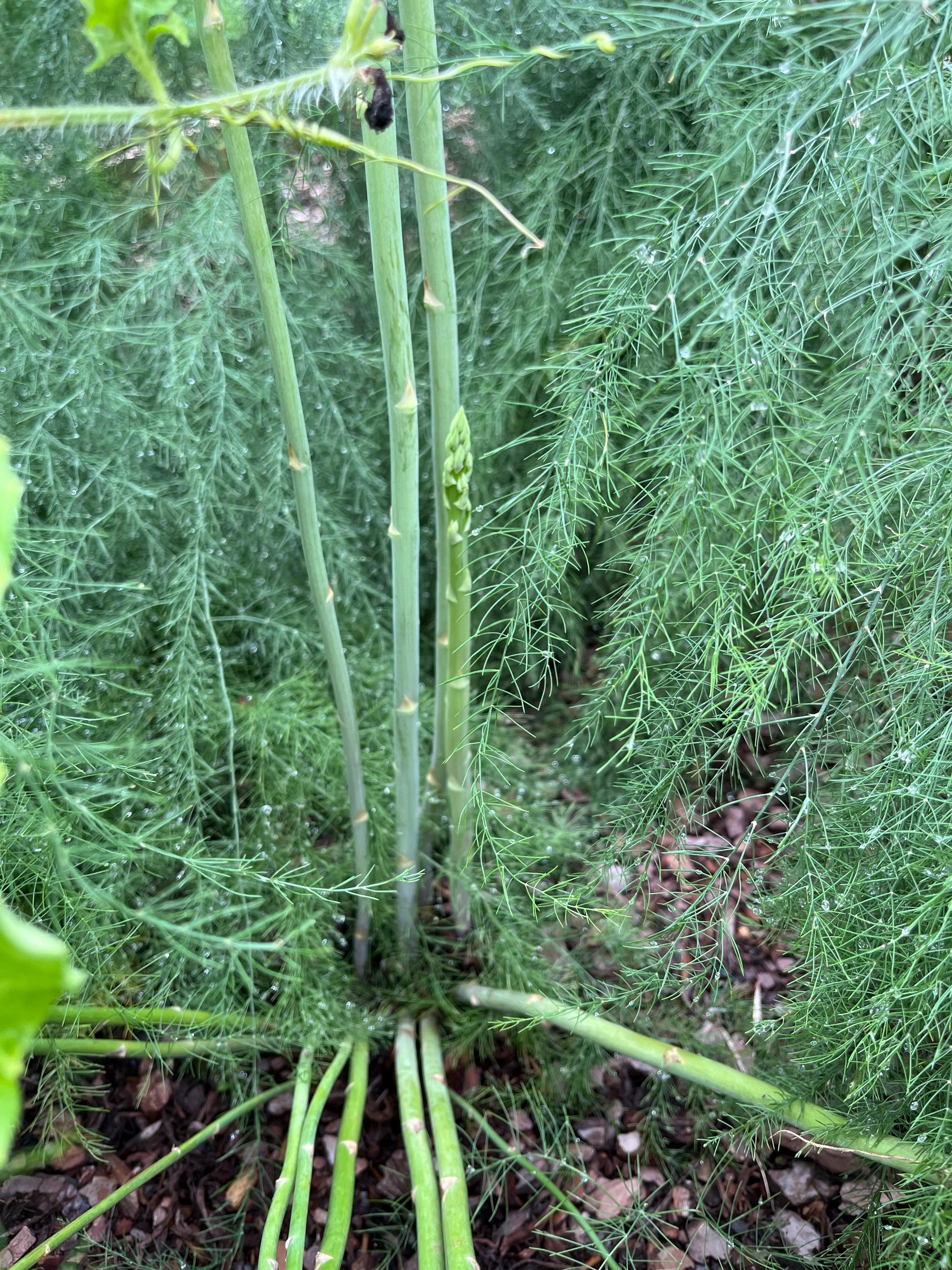 asparagus root