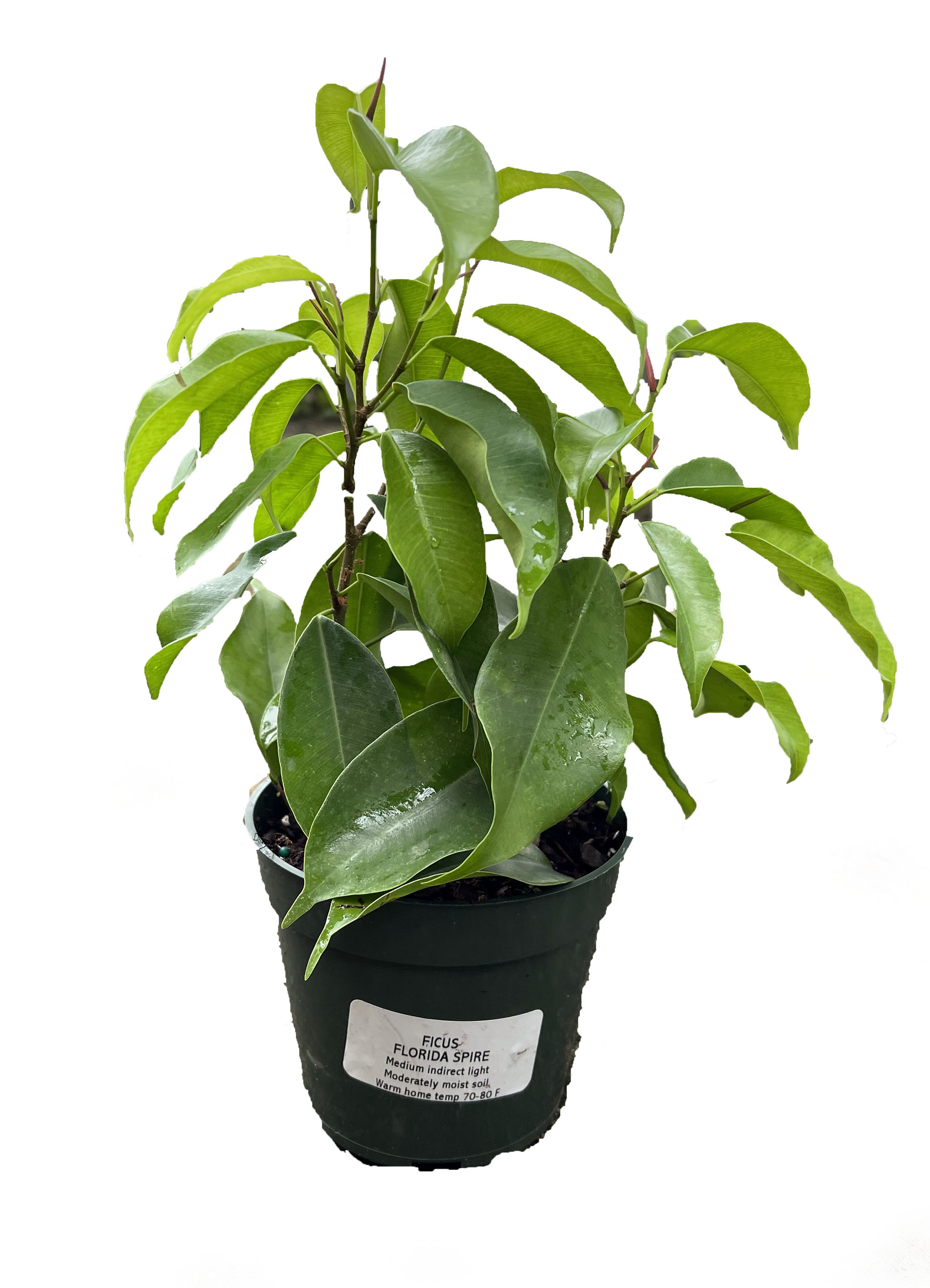 Florida Spire Columnar Weeping Fig Tree - Ficus benjamina - 4" Pot ...