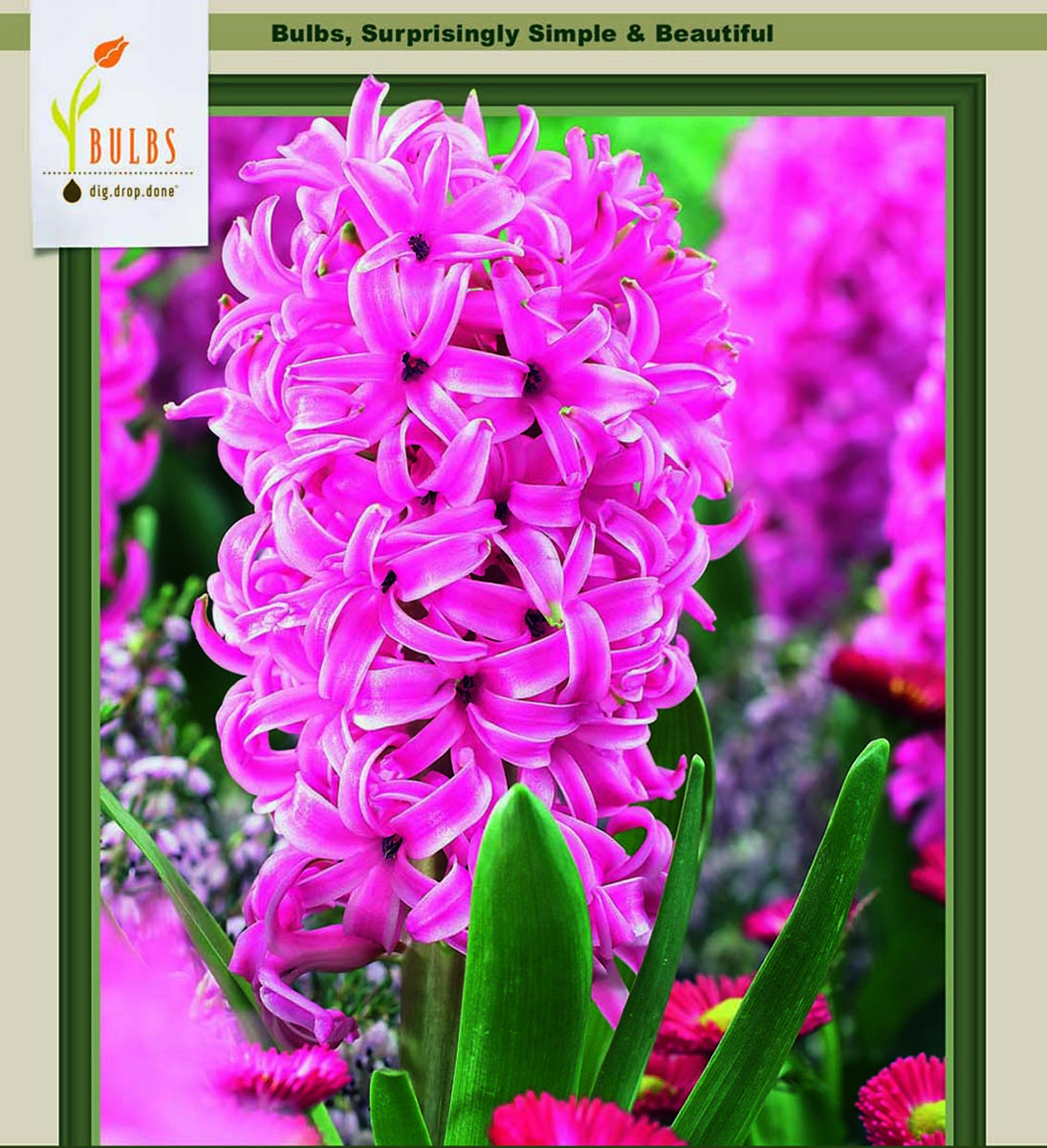 Pink Pearl Hyacinth 5 Bulbs - Fragrant - 15/16 cm Bulbs - Hirt's Gardens