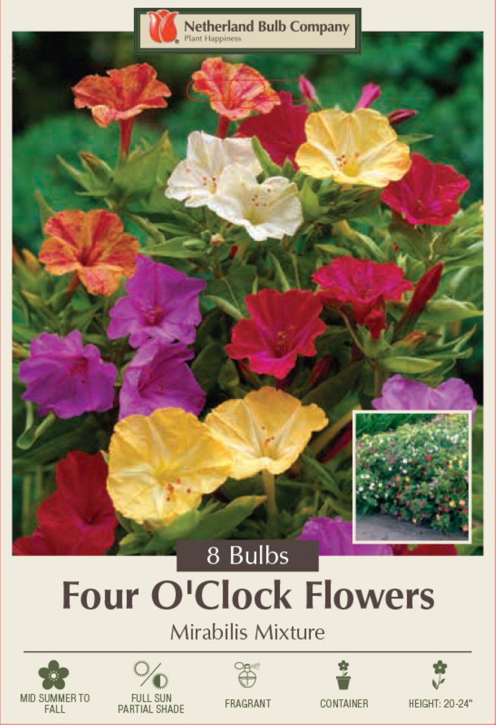 Four O'Clocks Mixed Colors - 8 Roots - Mirabilis jalapa - Hirt's Gardens