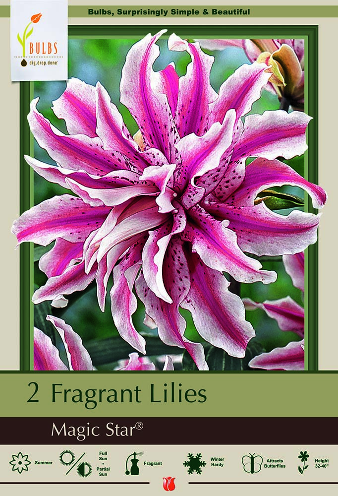 Magic Star Double Oriental Lily - 2 Bulbs 16/18 cm - Bi Colored - Hirt ...