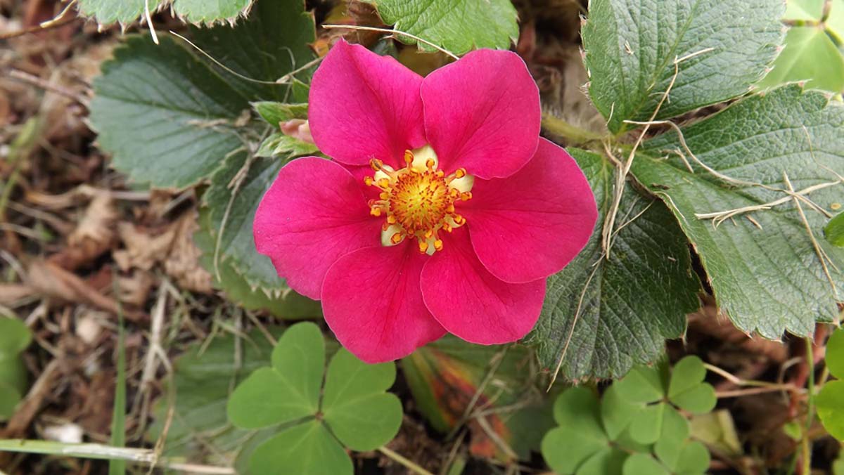 Strawberry Plant Flowers