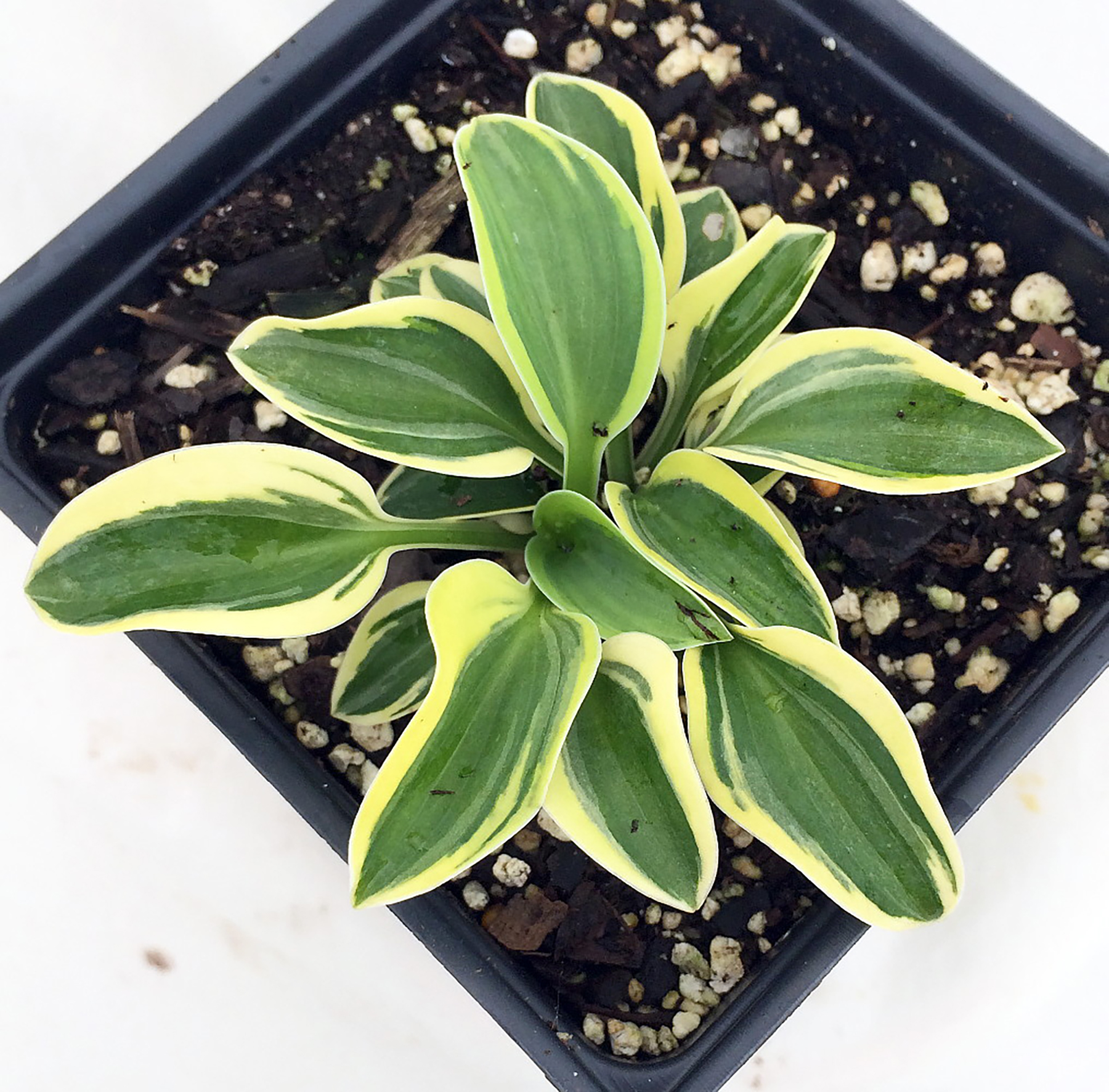 Mini Mighty Mouse Hosta - Dwarf/Fairy Garden - 4" Pot - Hirt's Gardens