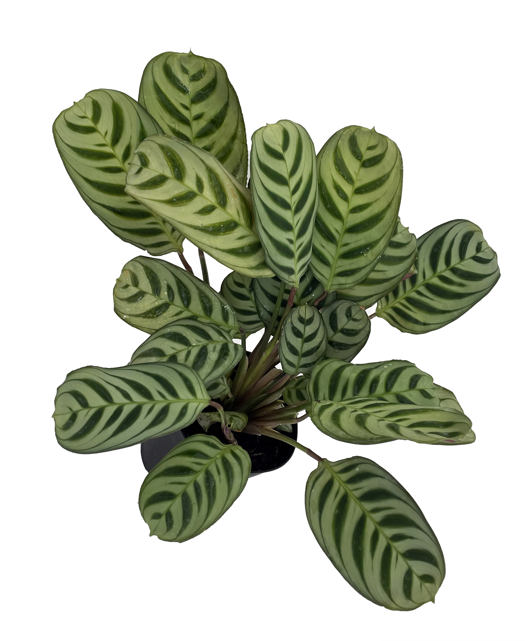 Burle Marxi Prayer Plant - Calathea Amagris - Easy House Plant - 4" Pot ...