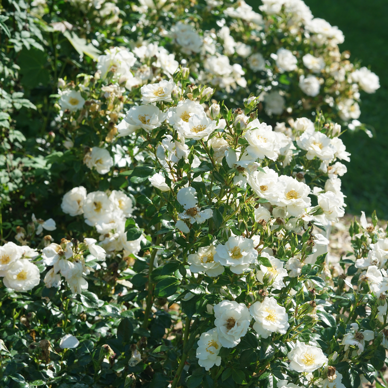 OSO EASY ICE BAY™ Landscape Rose - Proven Winners - 4" Pot - Hirt's Gardens