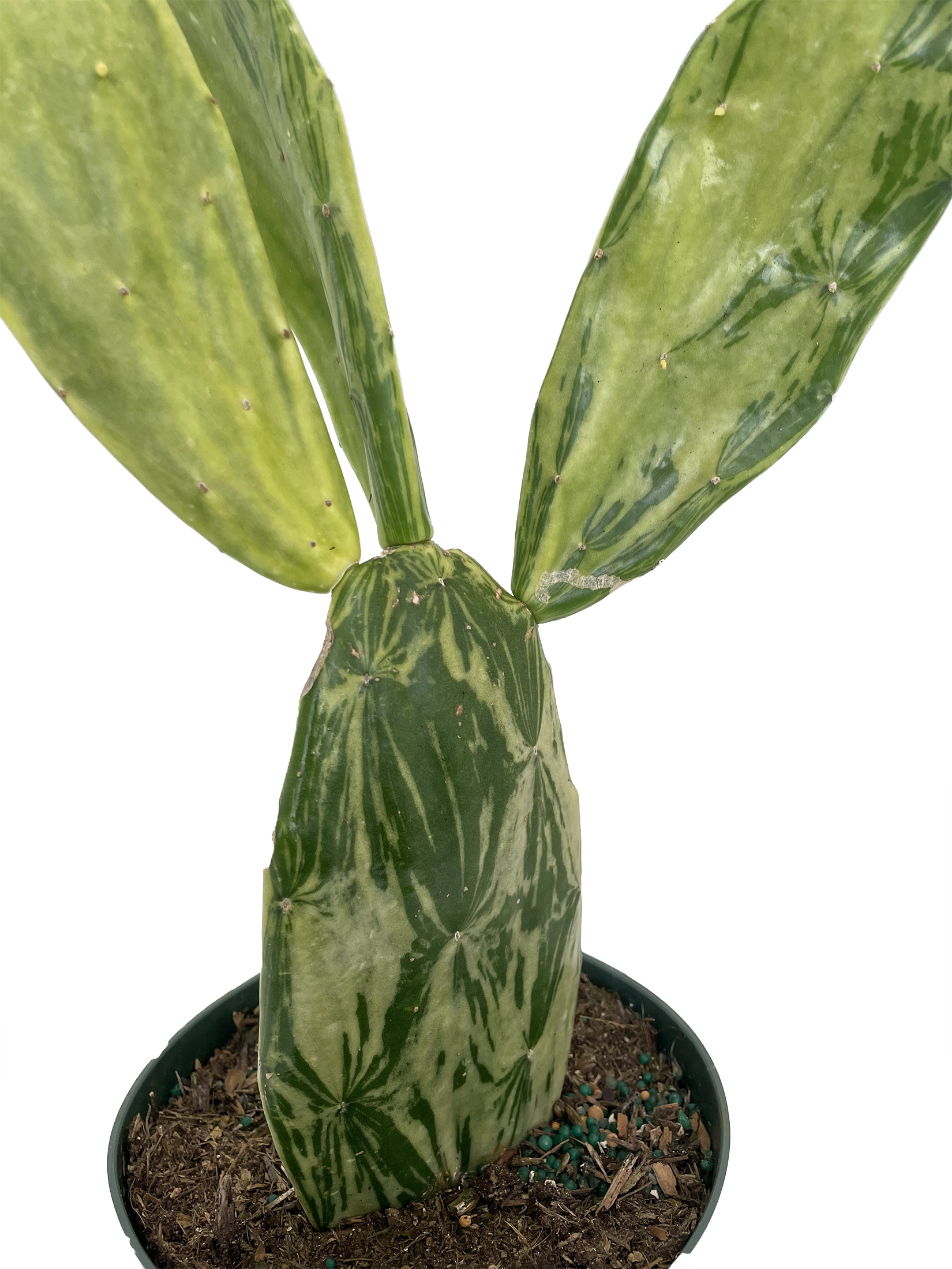 Warm Hand - Velvet Opuntia - Nopal Cactus -Opuntia cochenillifera ...
