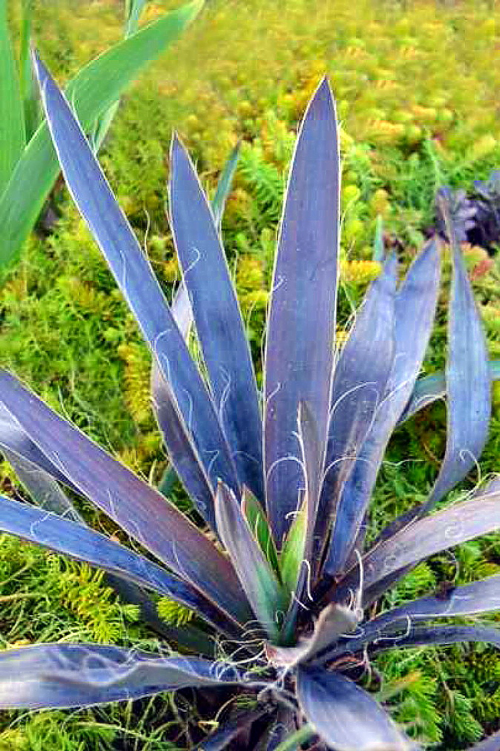 Yucca Plant Images