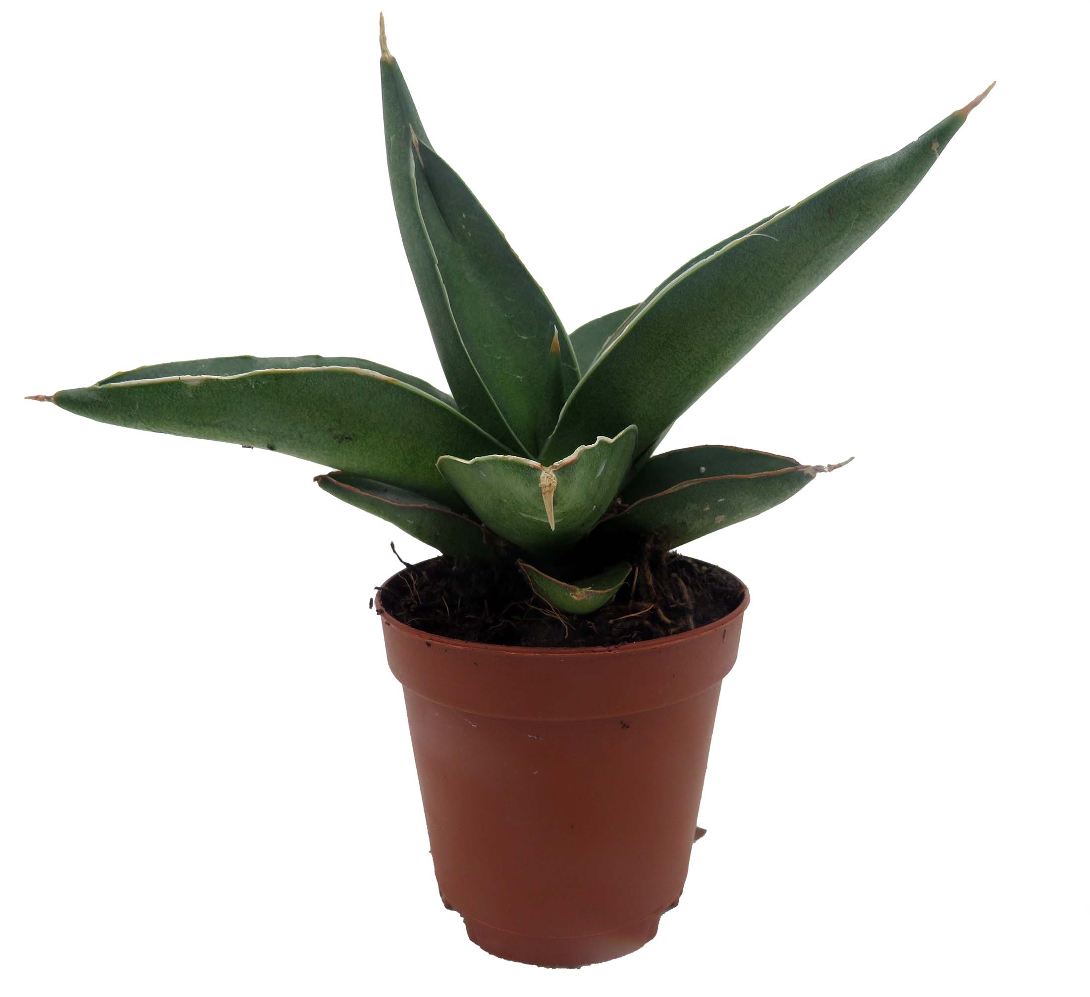 Rare Samurai Sword Snake Plant - Sansevieria - 2" Pot - Collector's ...