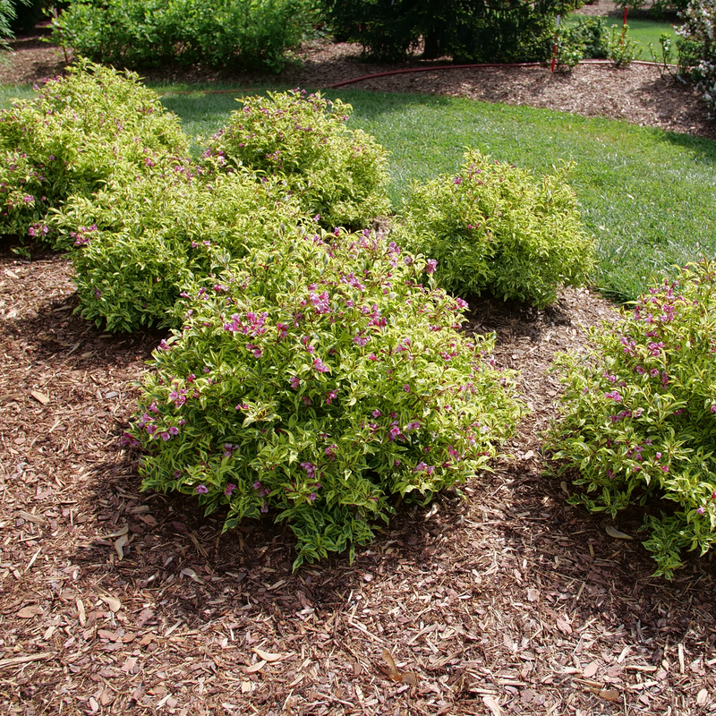 BUBBLY WINE™ Weigela florida - Proven Winners - 4" Pot - Hirt's Gardens