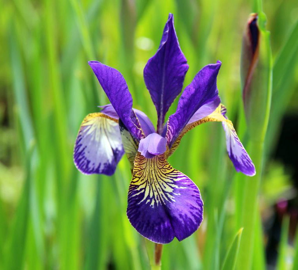 Caesar's Brother Siberian Iris - Deep Velvety Blue - Gallon Pot - Hirt ...