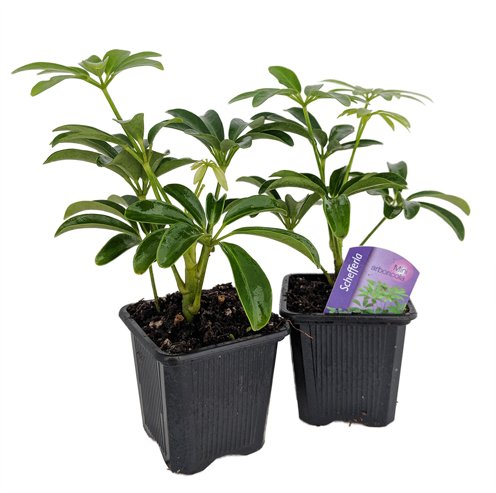 Mini Schefflera arboricola 2 Plants - Dwarf Umbrella Plant - 3" Pots ...