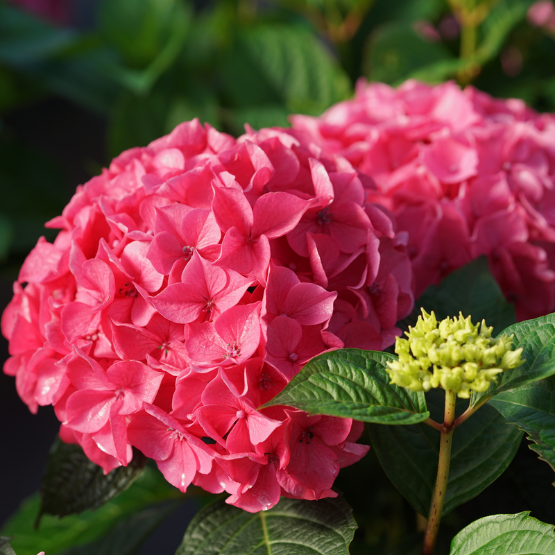 LET’S DANCE LOVEABLE™ - Bigleaf Hydrangea - Proven Winners - 4" Pot ...