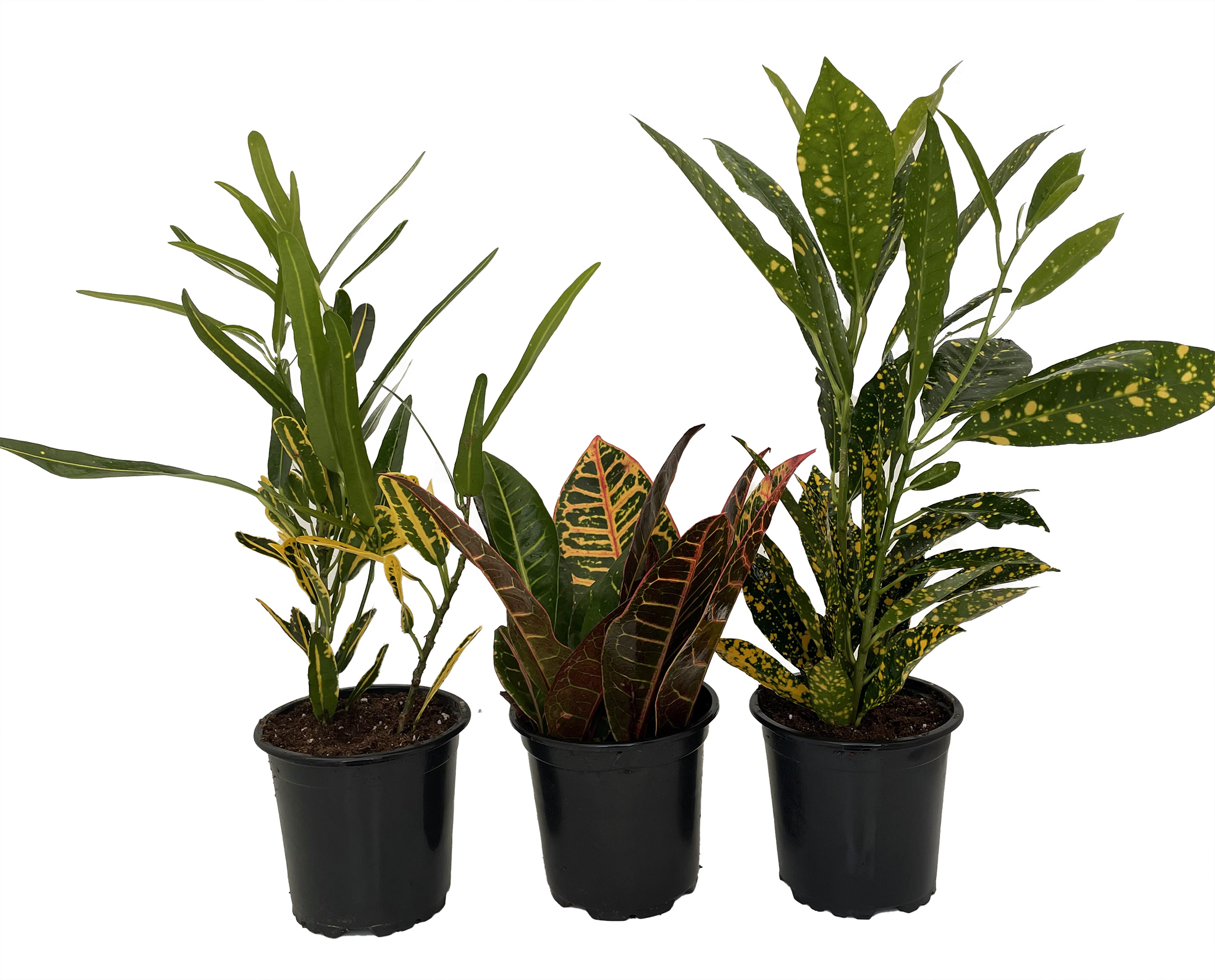 Croton Plant Assortment - 3 Pack in 4" Pots - Hirt's Gardens