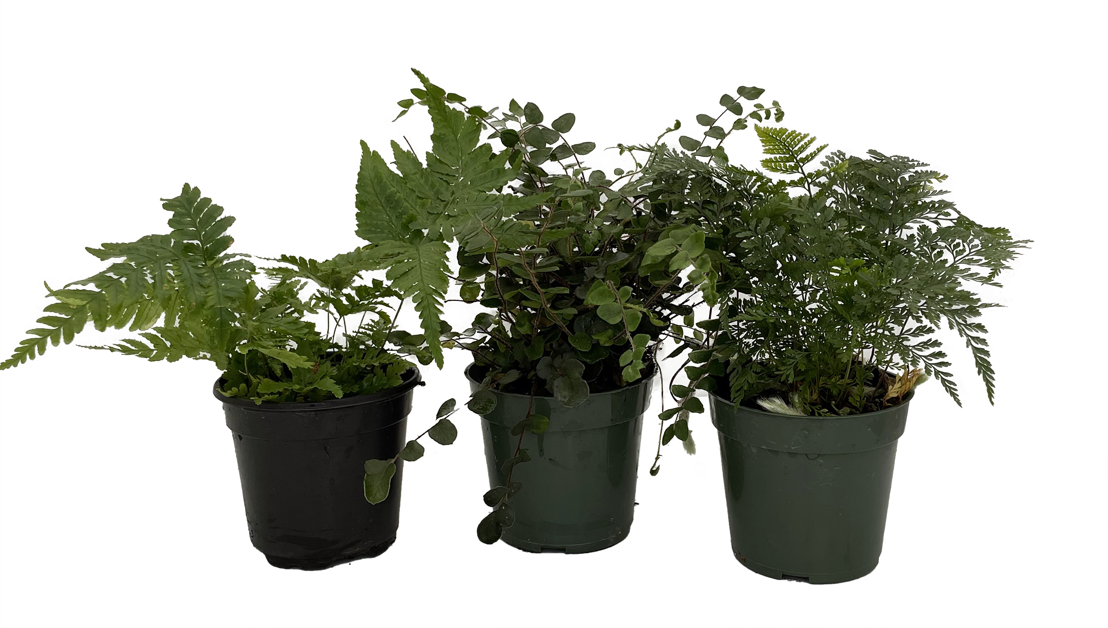 Fern Assortment - 3 Pack in 4" Pots - Hirt's Gardens