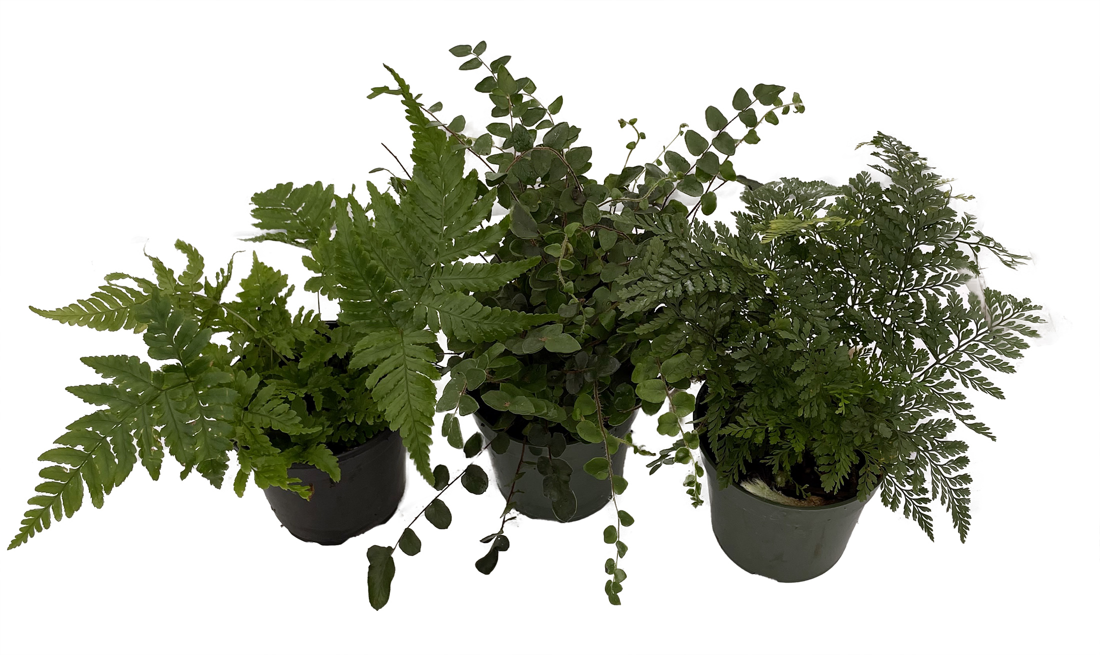 Fern Assortment - 3 Pack in 4" Pots - Hirt's Gardens